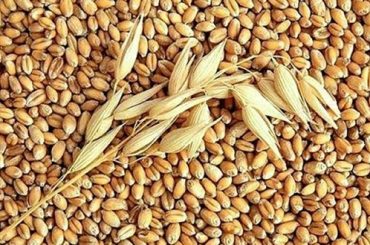 Chicha de Jora Recipe: How to Make the Ancient Inca Beer? - The Beer Times™